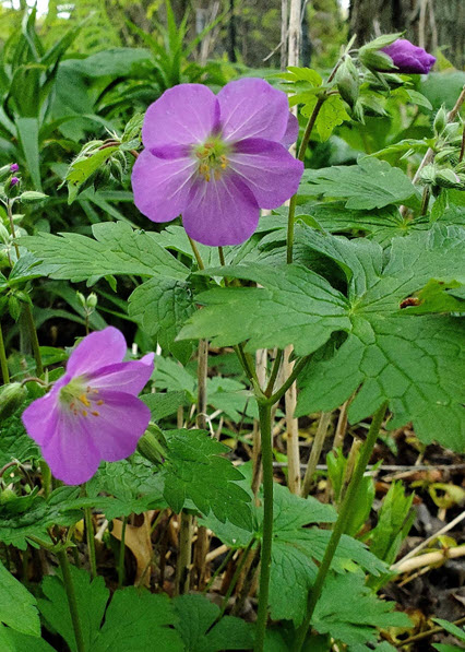 Rural Ramblings: The wild geranium can spit seed pods up to 30 feet