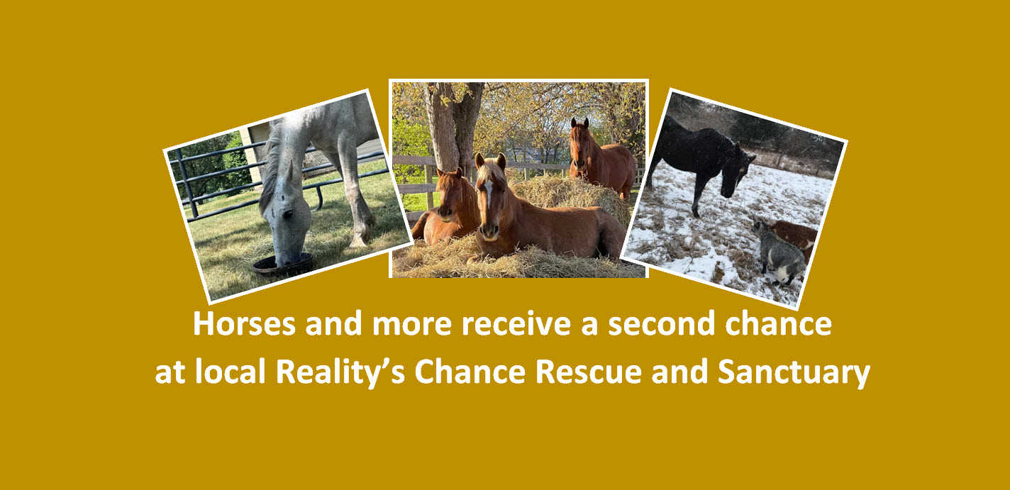 Horses and more receive a second chance at local rescue